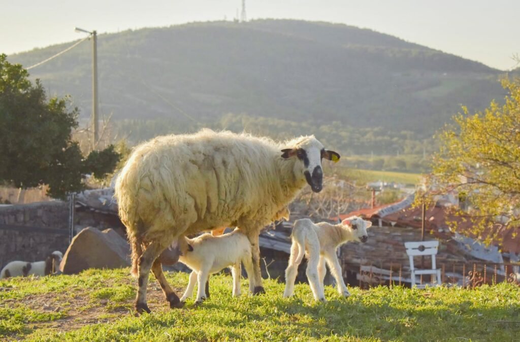 Για καθολικό εμβολιασμό αιγοπροβάτων επιμένουν οι κτηνοτρόφοι Θεσσαλίας ...